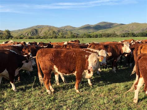 Х Болорчулуун Таван сая үхрийг ээмэгжүүлэхэд 13 тэрбум төгрөг зарцуулна