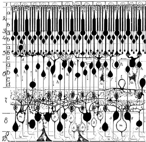 Schematic Histological Section Of The Primate Retina Showing The Download Scientific Diagram