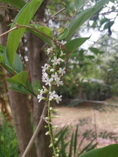 Native Place The Sitaranjan Tree Has Burst Into Flower Facebook