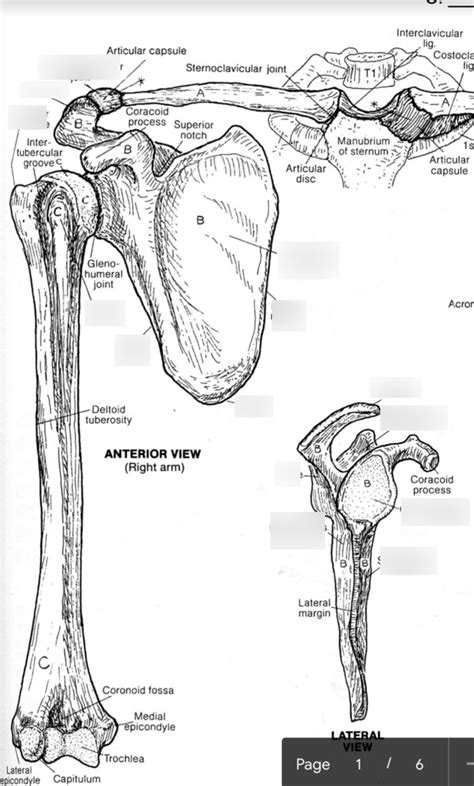 Scapula Labeling Diagram Quizlet Scapula Labeling Diagram Quizlet