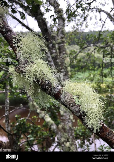 Lichen On A Tree Stock Photo Alamy
