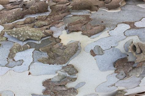 Abstract Nature Tree Bark Free Photo On Pixabay Pixabay