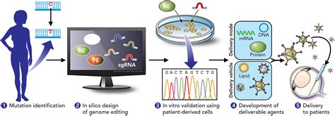 Precision Genome Editing In The Eye Pnas