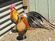 List Of Chicken Breeds Wikipedia