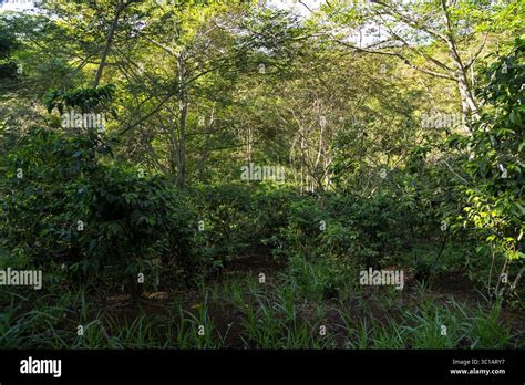 Cofee Plants Plantation And Details Near Huatusco Veracruz Mexico