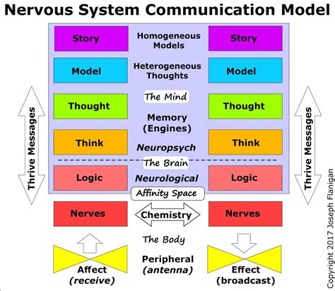 a man and his ideas psyc nervous system communication model