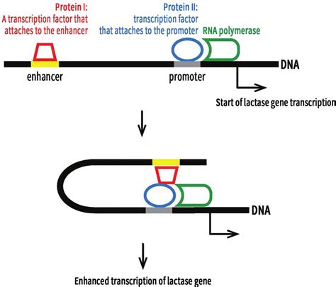 Lactase Gene Therapy At Nicole Webber Blog