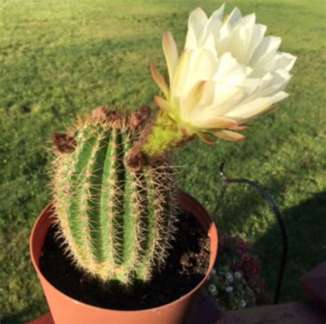 Trichocereus Bloom