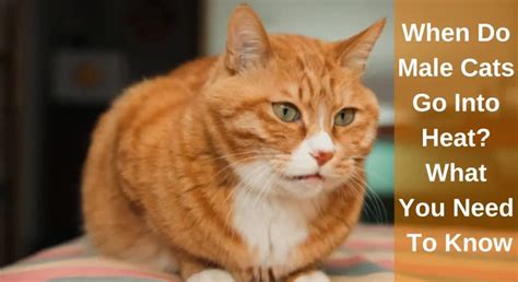 Why Are Cats Called Pussy Cats Pussy Cat Origin Learnaboutcat