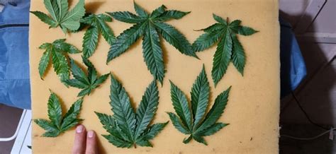 Any Ideas On This One R Macrogrowery