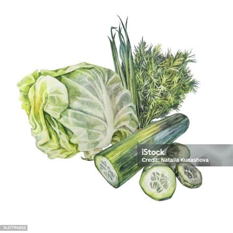 흰색 배경에 격리된 구성 수채화 녹색 야채 딜 부추 오이 양배추 채식 샐러드를 요리하기 위해 손으로 그린 녹지 비건 음식 요리 책에 대한 클립 아트 포장 건강한 식생활에