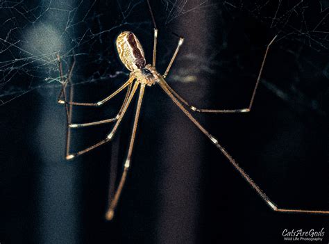 Spiders Show Spiders Page 18 Cameraderie