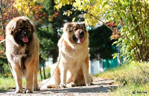 Самая большая порода собак в мире фото с названиями Топ самых больших пород собак