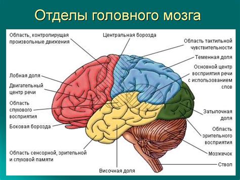Мозг центральный отдел нервной системы презентация онлайн