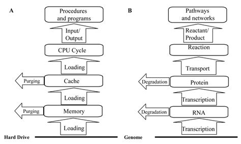 The Multi Tiered Memory Architecture A Comparative Examination Of The Download Scientific