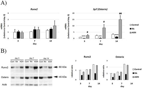 Runx2 And Sp7 Osterix Levels In Ra And Rar Antagonist Treated