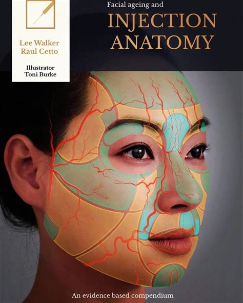 Facial Injection Anatomy At Hannah Belisario Blog