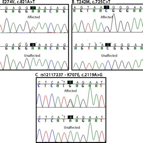 Sequence Chromatogram Of Identified Znf644 Variants Base Pair Location