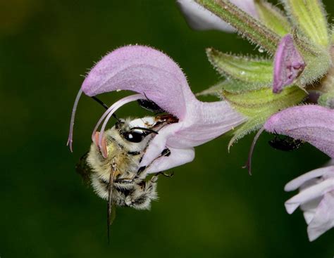 Digger Bees Love Gardens But Regular Showers Could Mosey Them Along Home And Garden