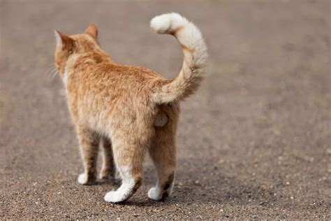 Should You Wipe A Cat S Bum Best Practices And Tips Litter Boxes Magazine