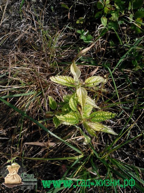 Борьба с сорняками Как мы используем Торнадо Сад Жизни Дзен