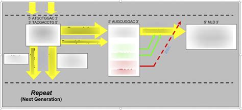 Genetics 311 Practice Exam 1 Diagram Quizlet