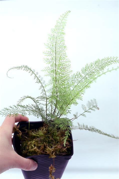 Asplenium Aff Fragrans Large Clone Rare Terrarium Plants