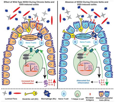 Working Hypothesis For The Role Of Nod2 Signaling In Experimental Ibd