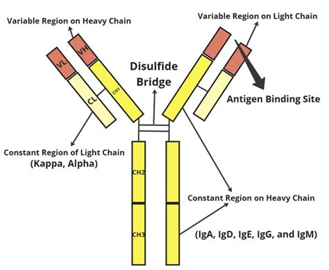 Immunoglobulins Types And Functions Science Query