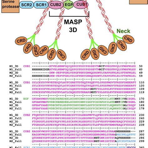 Crystal Structures Of Masp 1 And Masp 2 3d Dimers And Their Ca 2