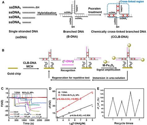 Nucleic Acid Detection With The Branched Dna Probe A Schematic