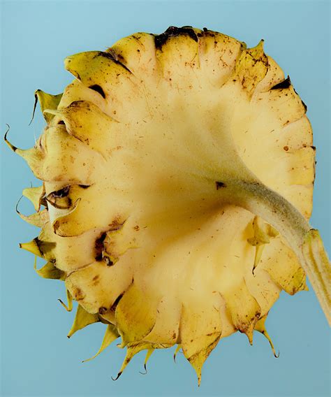 Semaphore By Photographer Emmaline Zanelli