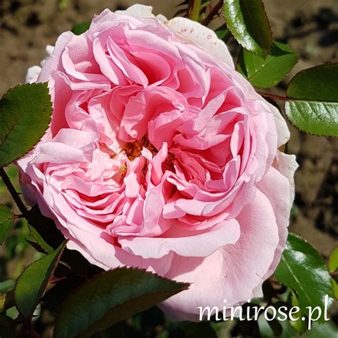 Wellenspiel® - MiniRose