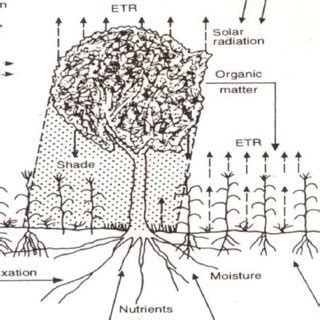 Interaction Of A Tree With Its Environment Courtesy INRA Paris France Download