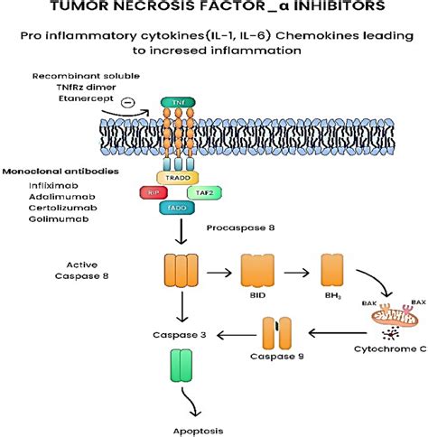 Tnf α Inhibitors Which Reduce The Production Of Proinflammatory Download Scientific Diagram
