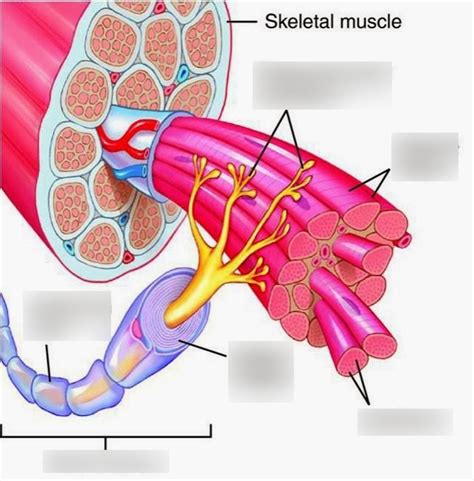 Diagram Of Motor Unit Quizlet