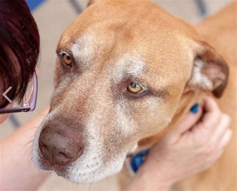 Sweet Dennis Needs A Home