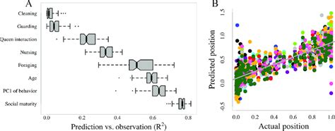 Validation Of Predictive Accuracy A Box Plots Of The R 2 Values