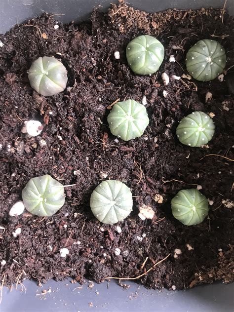 Why Is This Not Symmetrical Like The Others R Cactus