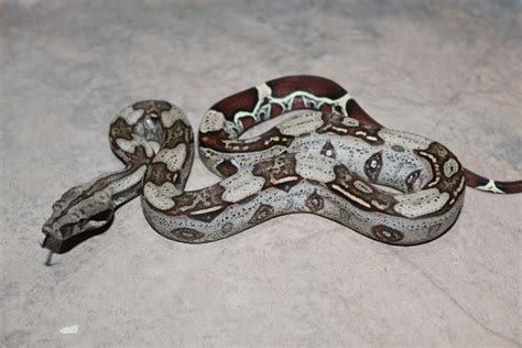 Guyana Boa True Red Tailed Boa Constrictor By Carpy S Boas And Corns Snakes Corn Snake Snake