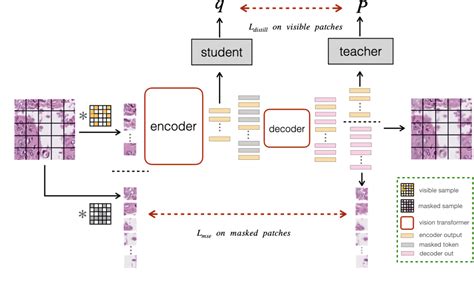 Figure From Self Distillation Augmented Masked Autoencoders For Histopathological Image