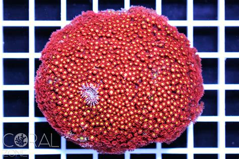 Bernardpora Spgoniopora Sp “mickey Mouse” Coral Zone