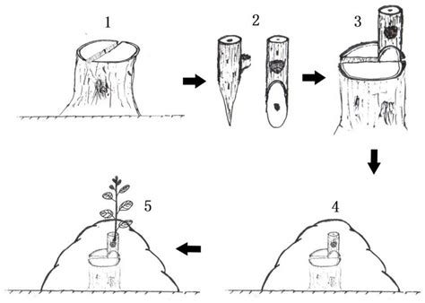A Kind Of Low Position Grafting Method Of Kiwifruit Eureka Patsnap