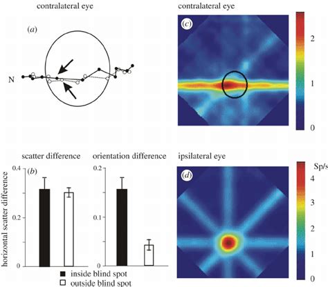 Precision Of Receptive Field Location And Discrepancy Of Orientation Download Scientific