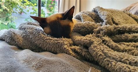 Gallery Lazuli Siberian Cattery