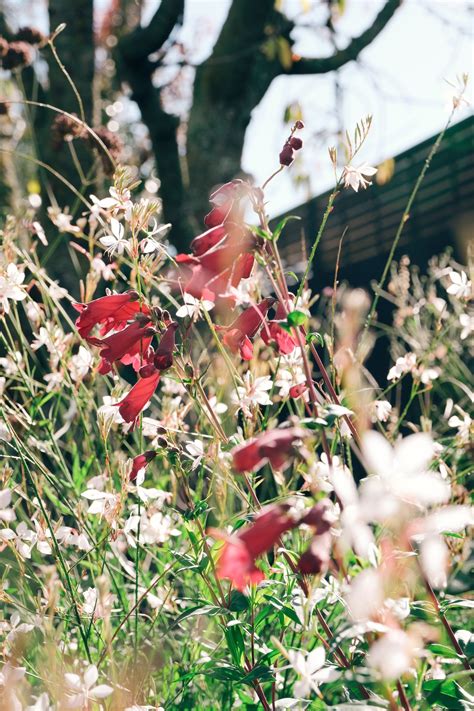 Penstemons — Unearthed