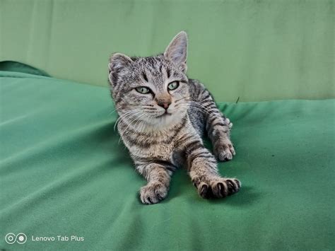 Lenovo Tab Plus Tb Fu Review Budget Dream Tablet For Audiophiles Laptopmedia Com