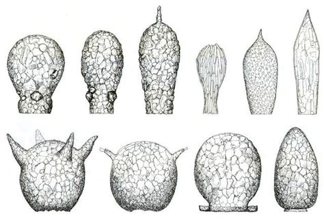 Difflugia Alchetron The Free Social Encyclopedia
