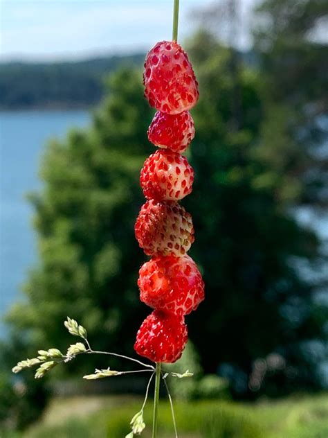 Scandinavians And Strawberries Daily Scandinavian