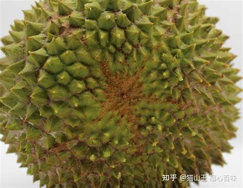 猫山王d197榴莲开果方法 知乎